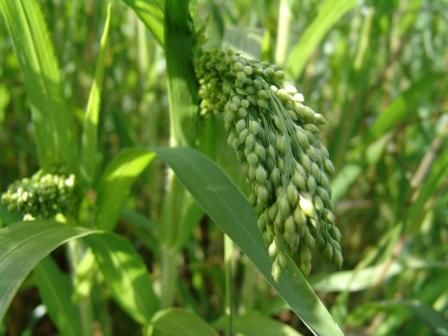 White Millet Plant Dragon's Claw Millet (Eleusine Coracana)